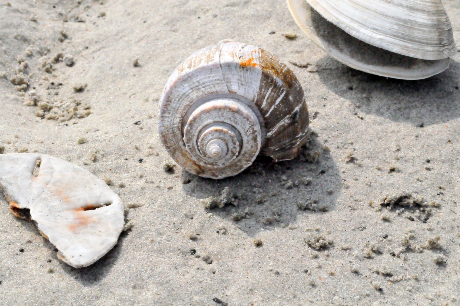 Hidden Gem: 5 Things You Didn't Know About Edisto Beach, SC - Charlotte ...