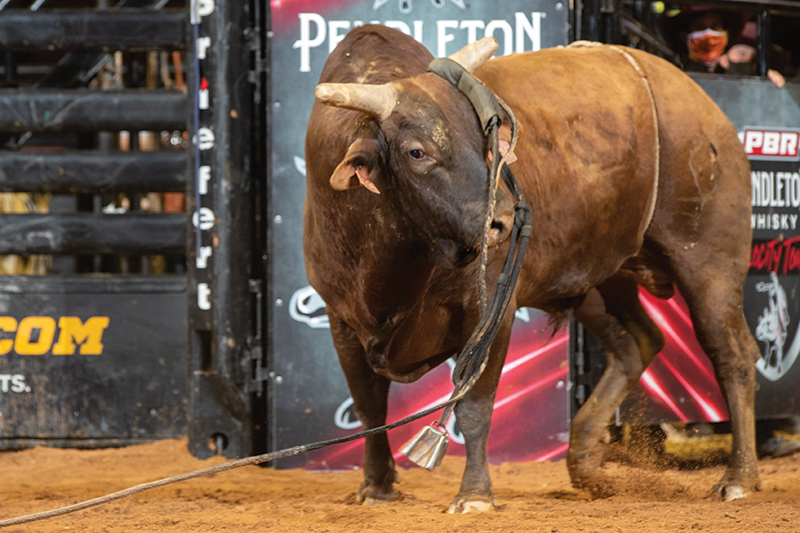 The Making of Carolina Cowboys, N.C.'s Pro Bull Riding Team - Charlotte ...