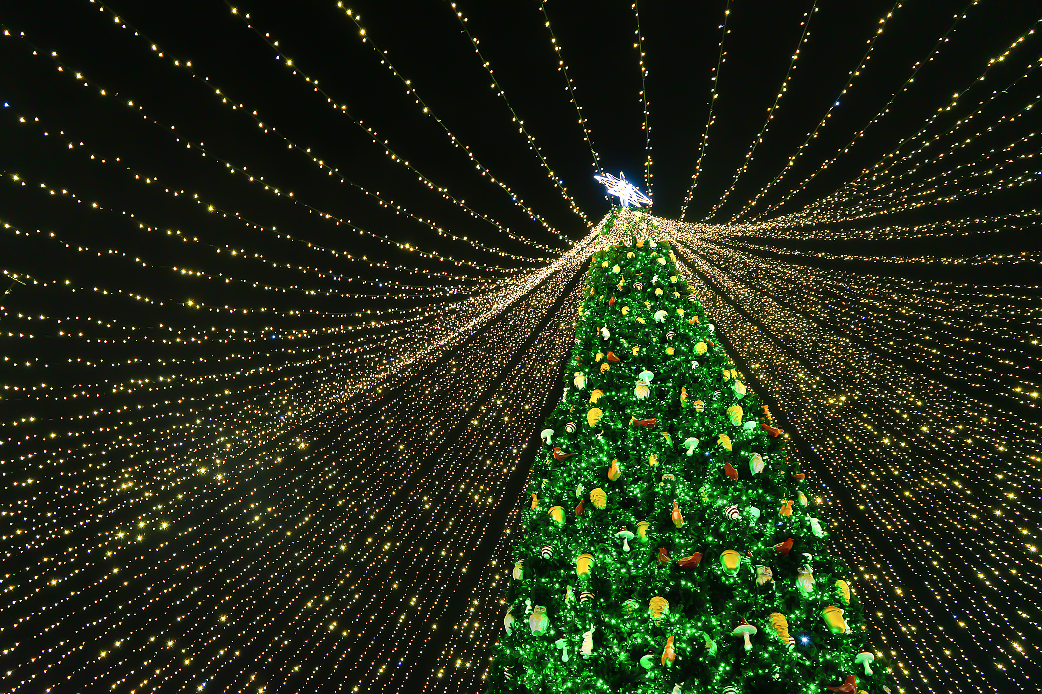 GUIDE: Christmas Light Displays in Charlotte - Charlotte Magazine