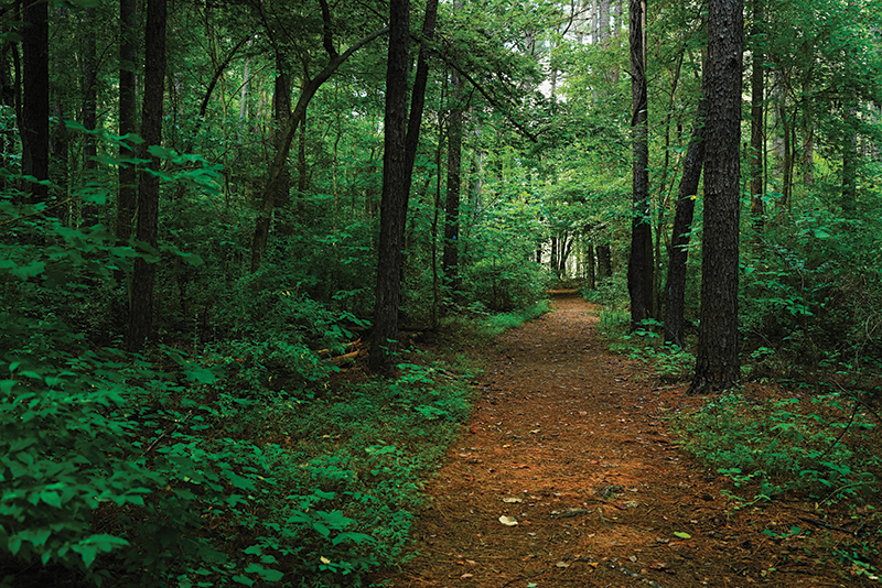 The Pursuit of Wellness: Nature as Therapy - Charlotte Magazine