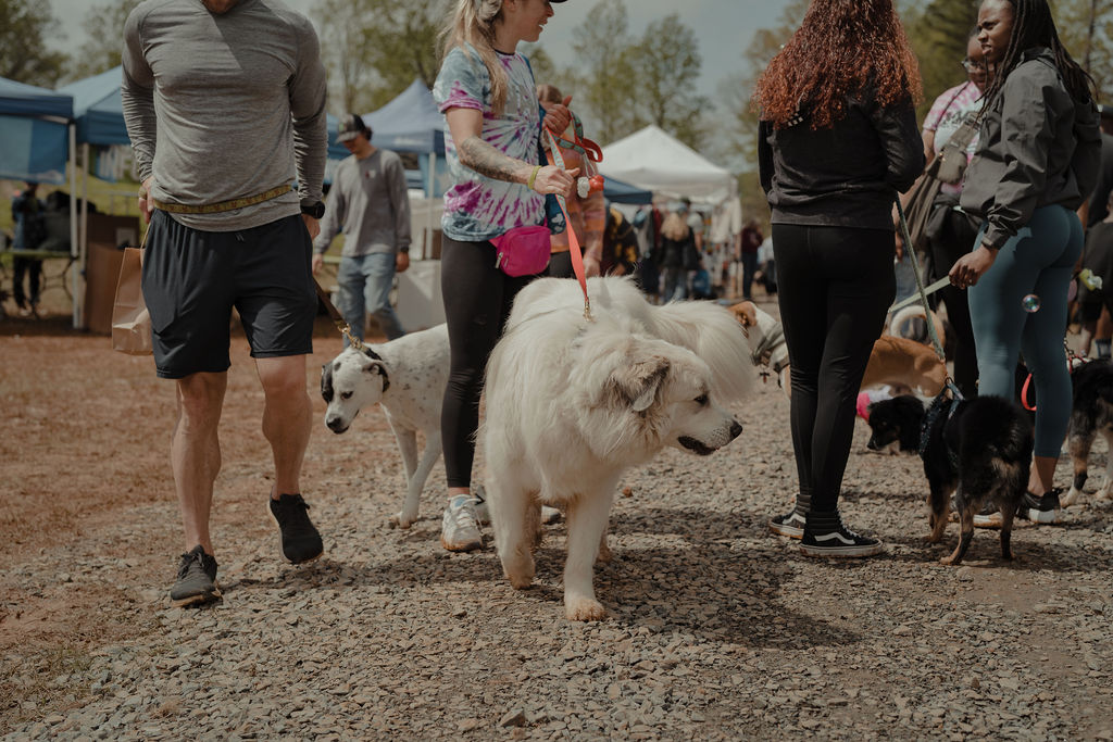 A Guide to Spring Festivals in Charlotte - Charlotte Magazine