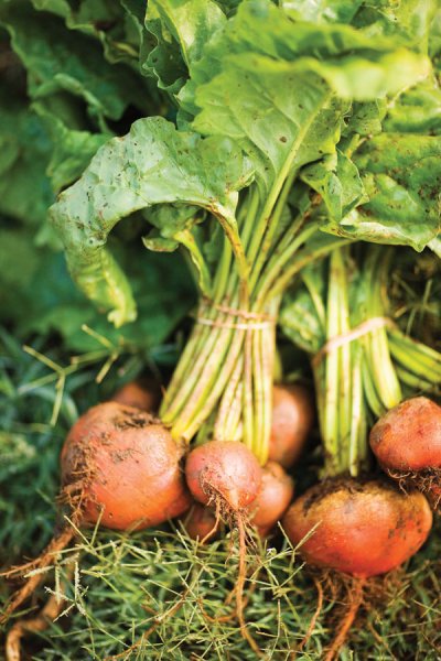 Farm to Fork - Charlotte Magazine