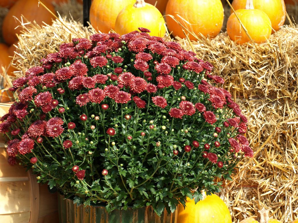 Now is the Time To Plant Fall Veggies and Fruits - Charlotte Magazine