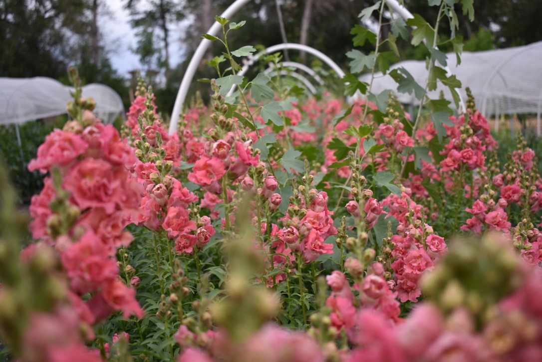 Spring Gardening Do's And Don'ts For A Bountiful Growing Season ...