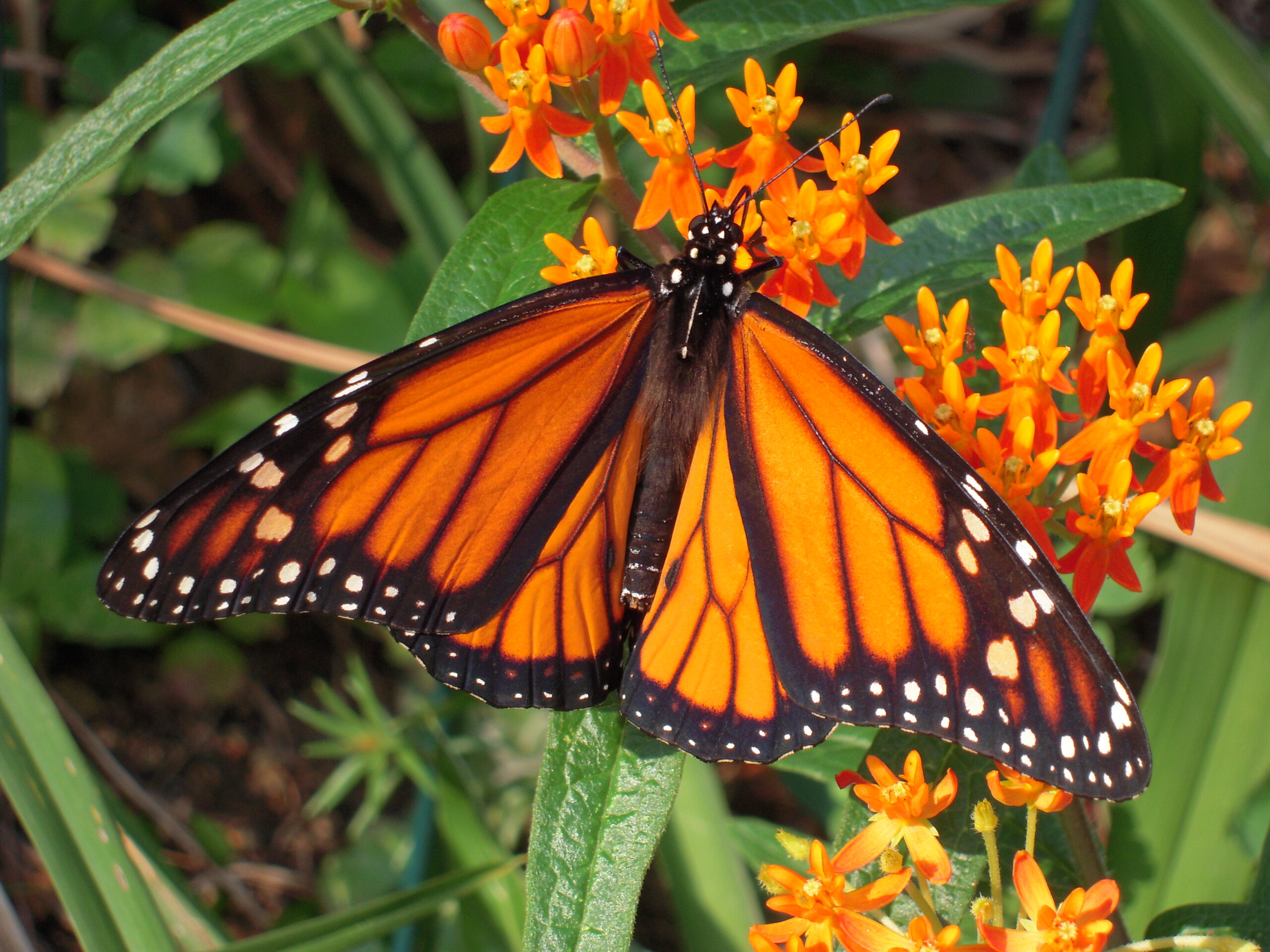 Join Butterfly Ball Colorado and Celebrate Pollinators' Many Wonders ...
