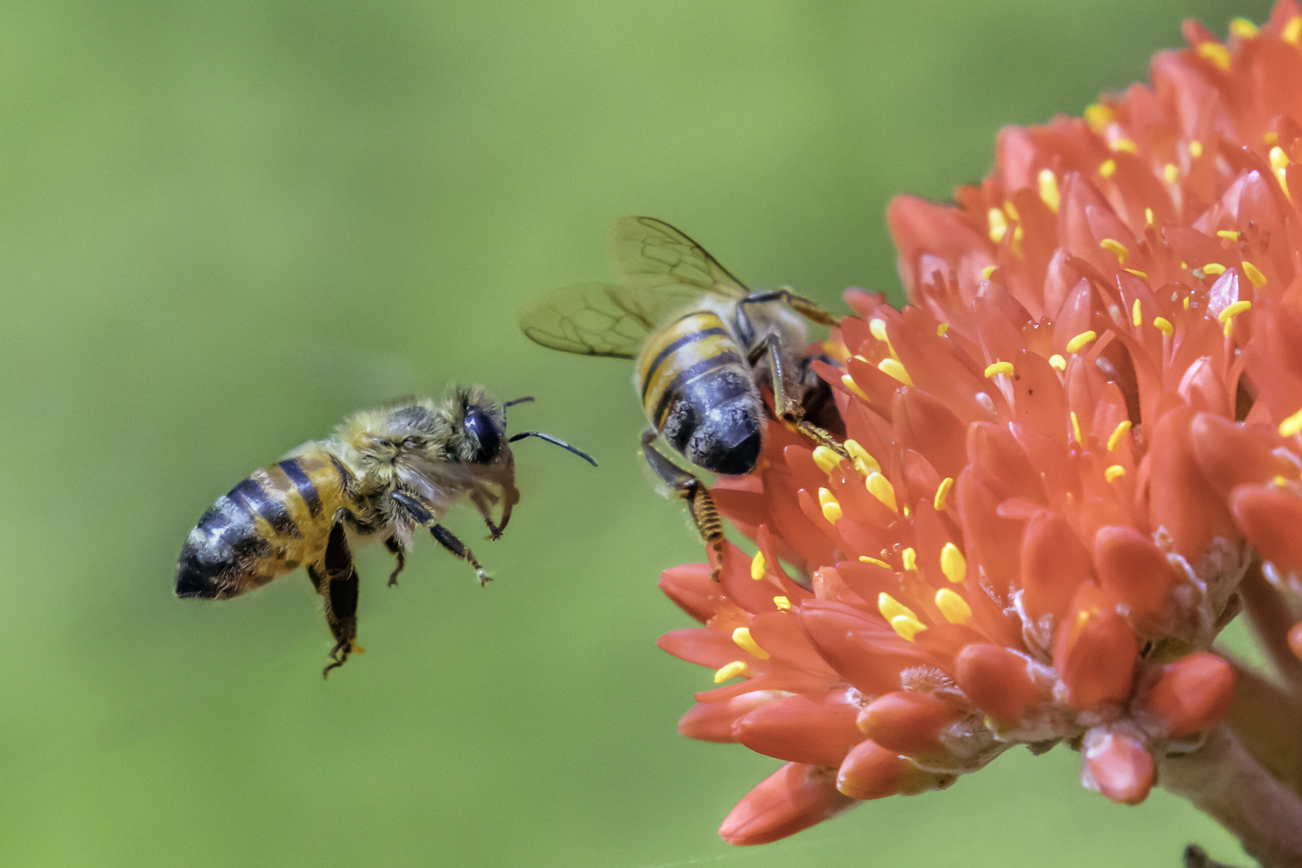 Join Butterfly Ball Colorado and Celebrate Pollinators' Many Wonders ...
