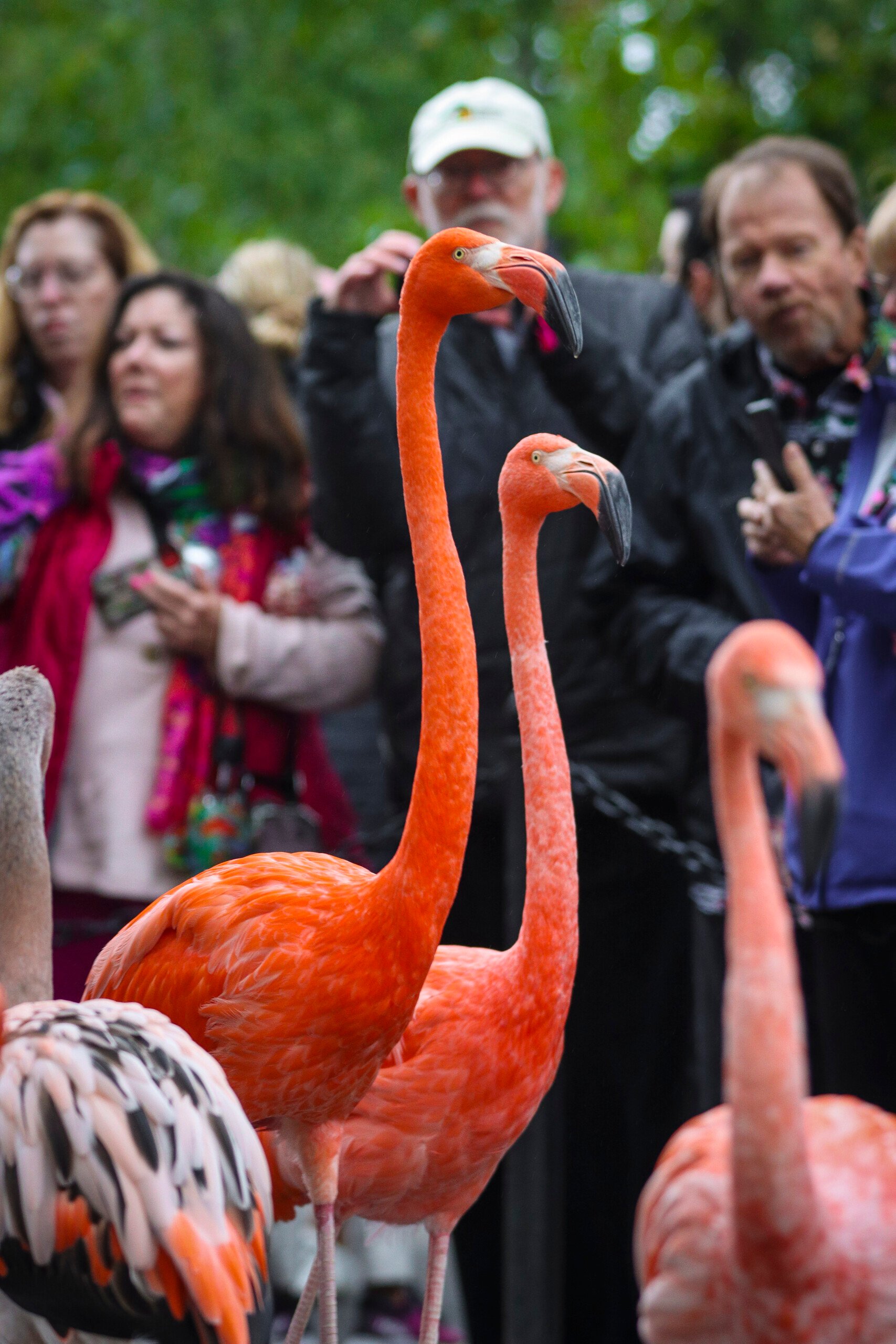 New Flamingo Habitat Opening This Fall at the Denver Zoo - Colorado ...