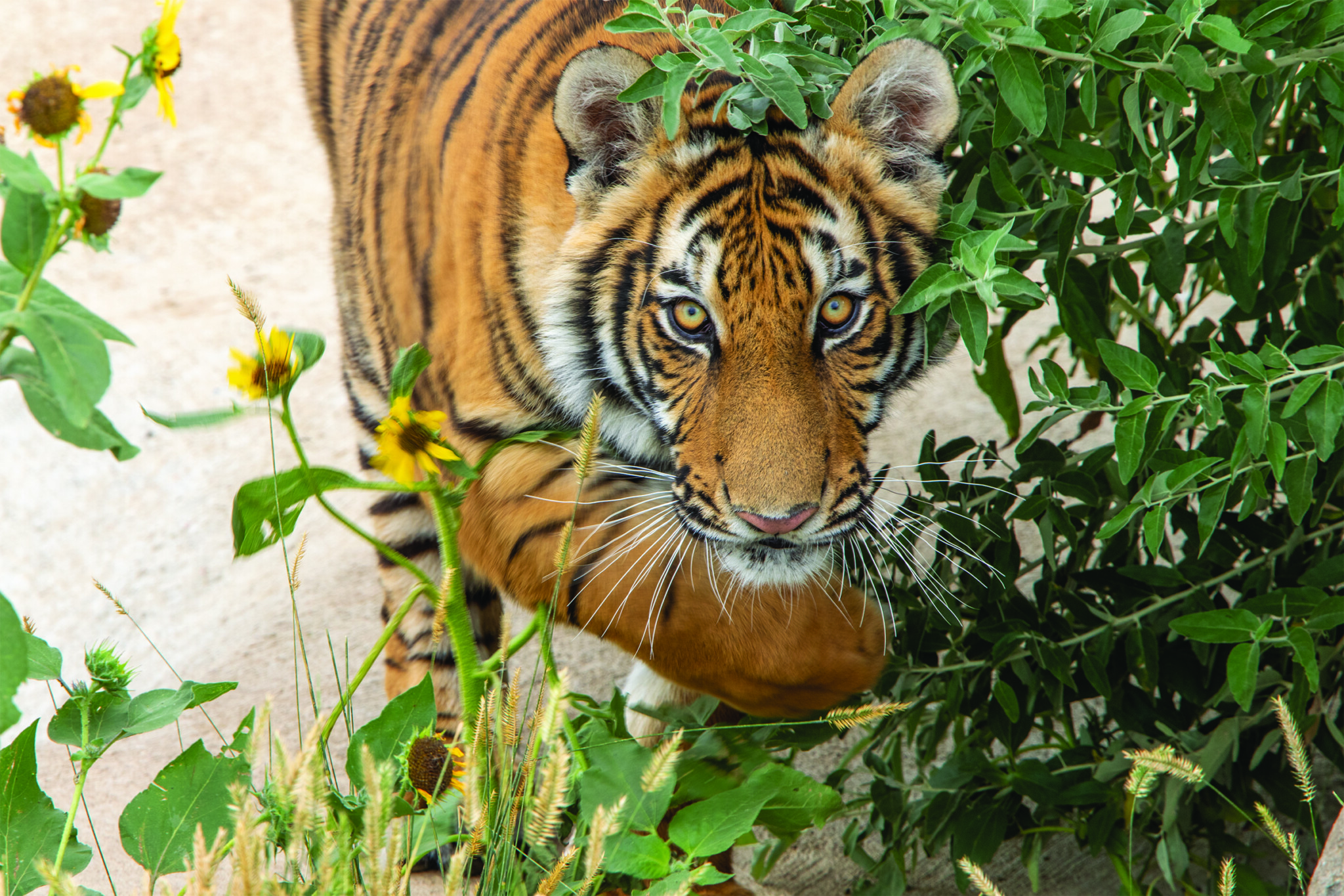 The Largest Nonprofit Carnivore Sanctuary Homes Hundreds Of Rescued ...