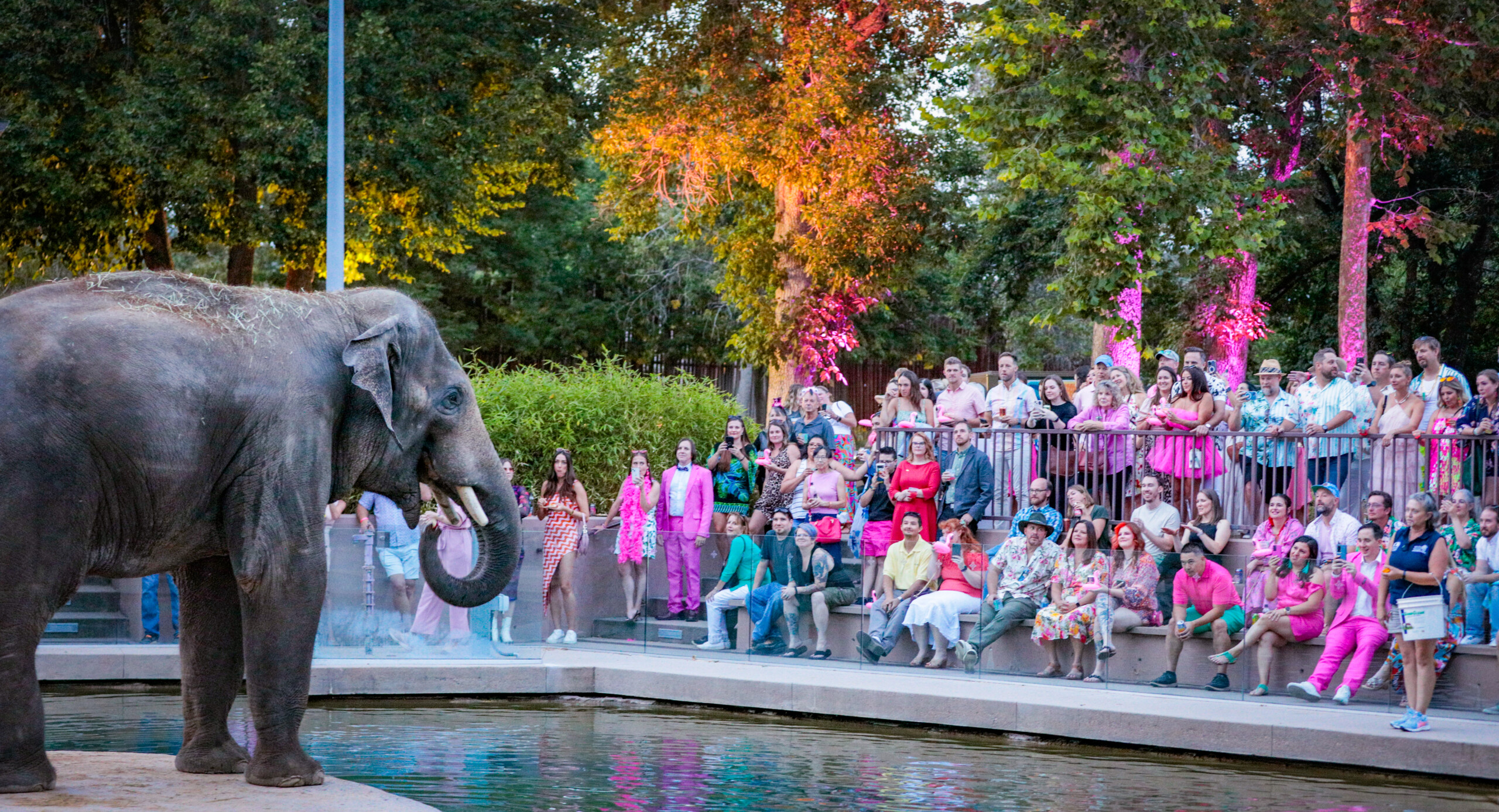 Denver Zoo’s Flock Party: Good Times, Great Cause