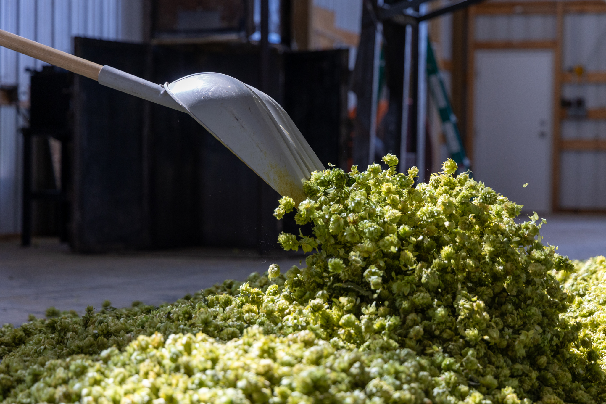 Hop Season Is Underway And New Brews Are Releasing Soon - Colorado ...