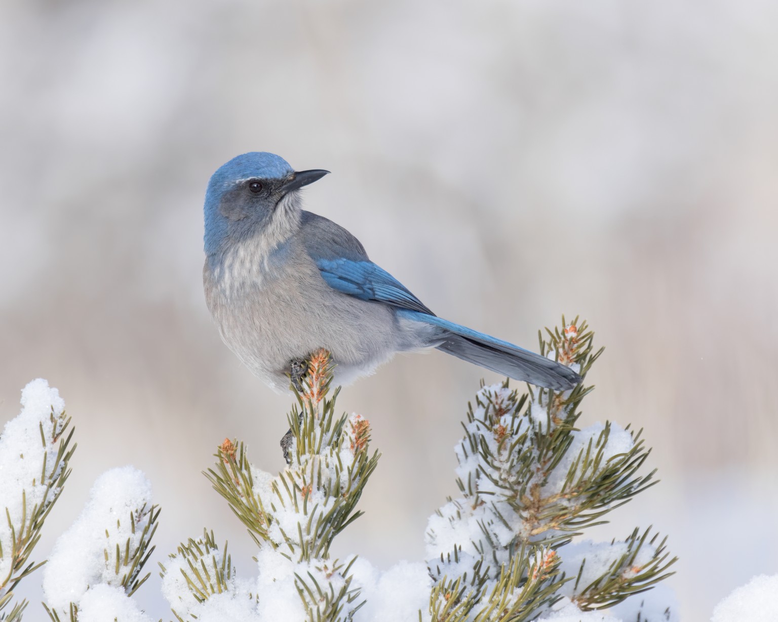 5 Places to go Birding - Colorado Homes & Lifestyles