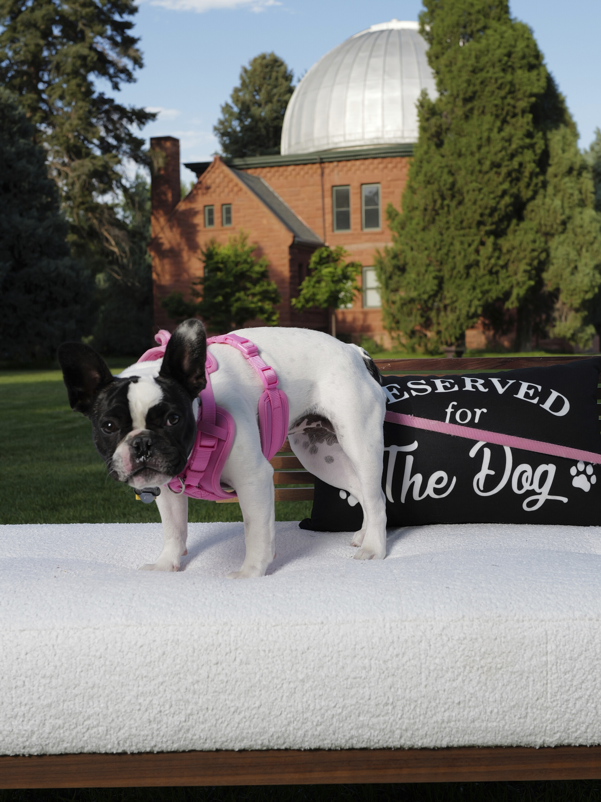 Interior Design Society Hosts Dog Days of Design at Observatory Park ...