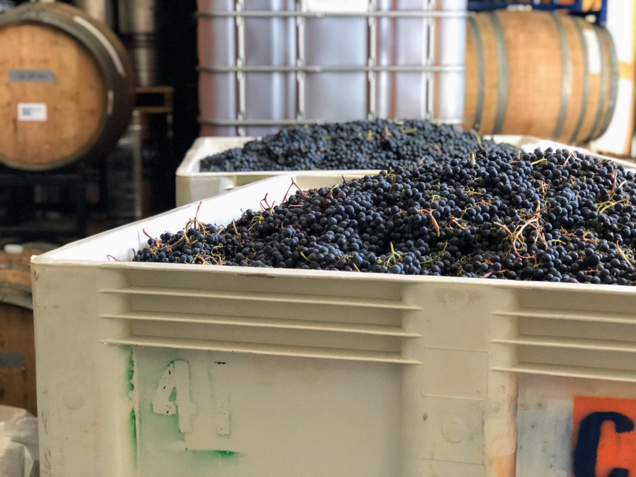 Establishing a Niche for Colorado Wines - Colorado Homes & Lifestyles
