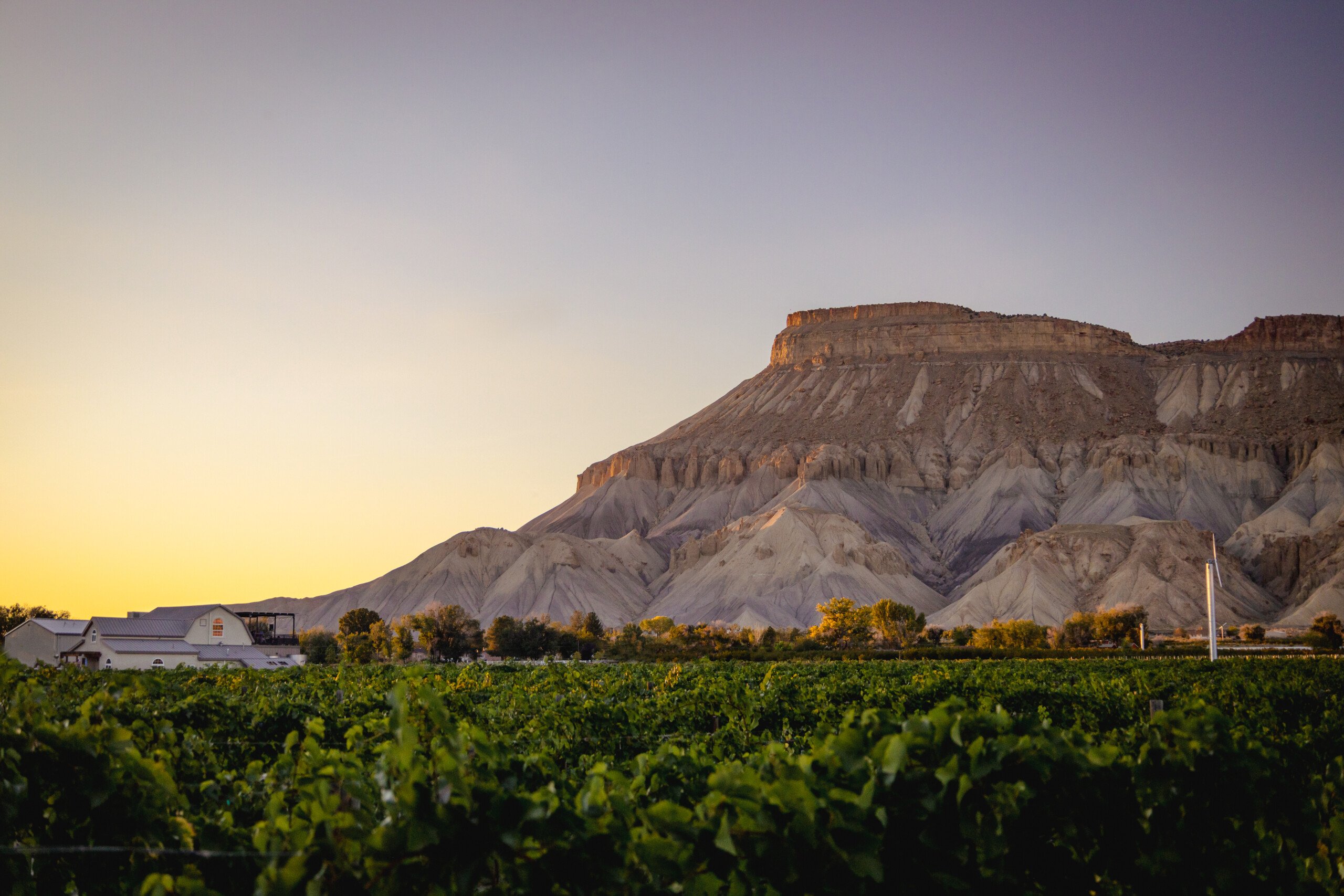 Establishing a Niche for Colorado Wines - Colorado Homes & Lifestyles