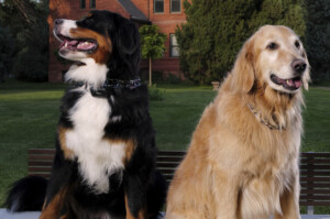 The 2020 AIA Colorado Design Award Winners - Colorado Homes & Lifestyles