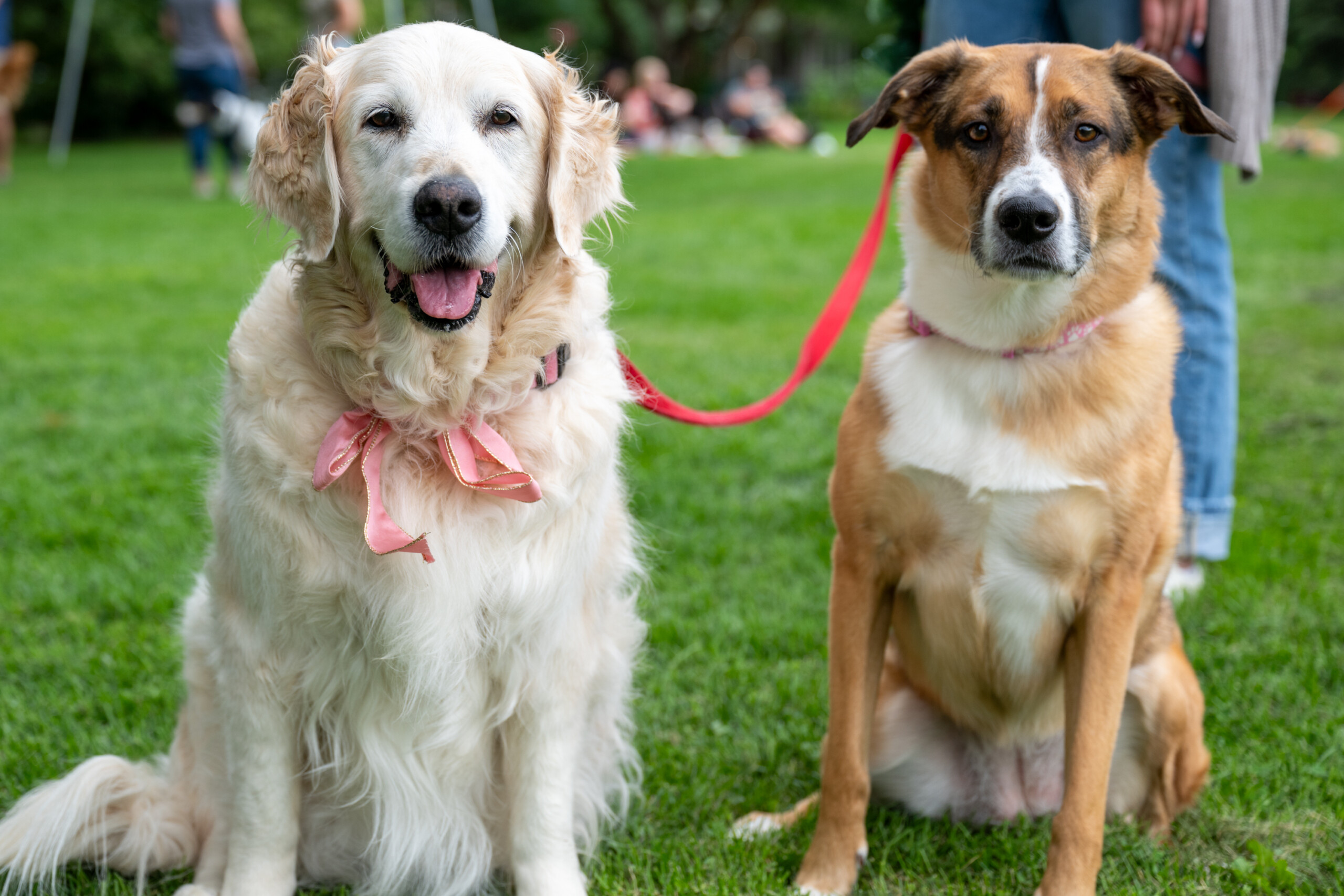 When Dogs and Design Meet - Colorado Homes & Lifestyles