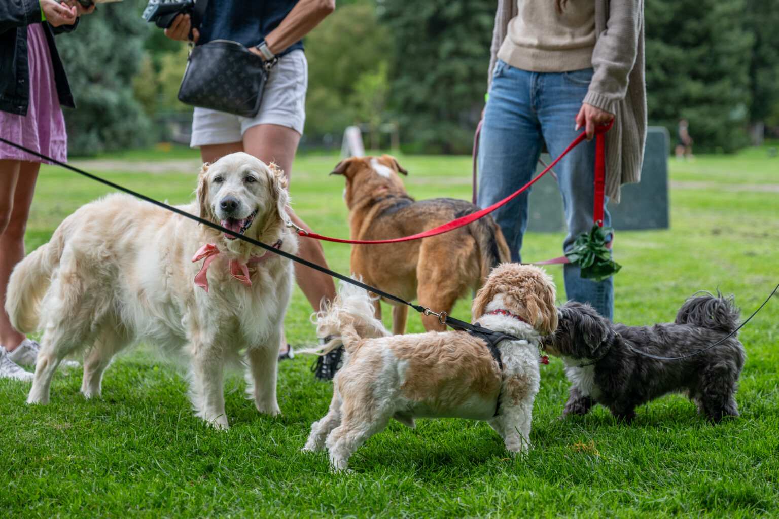 When Dogs and Design Meet - Colorado Homes & Lifestyles