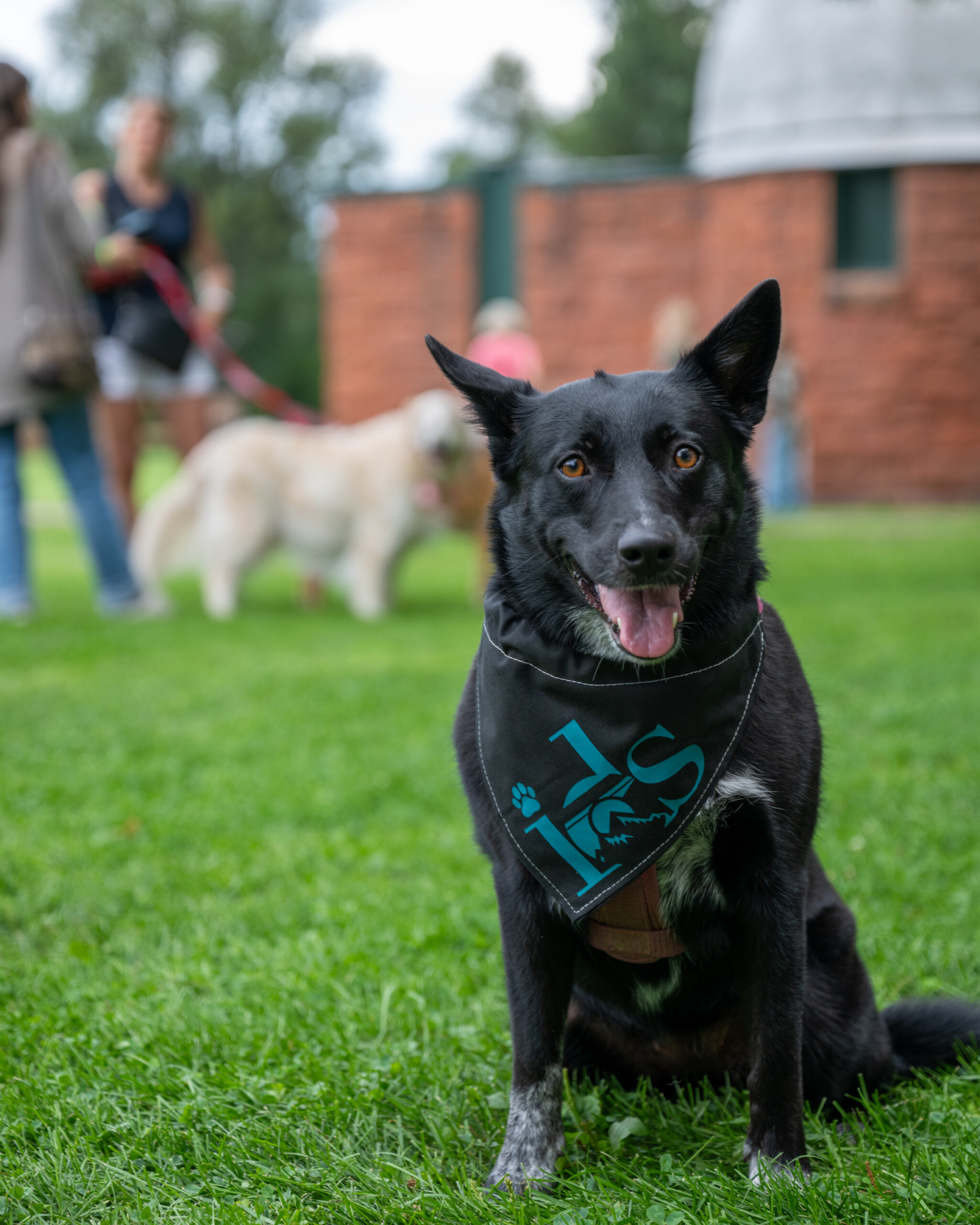 When Dogs and Design Meet - Colorado Homes & Lifestyles