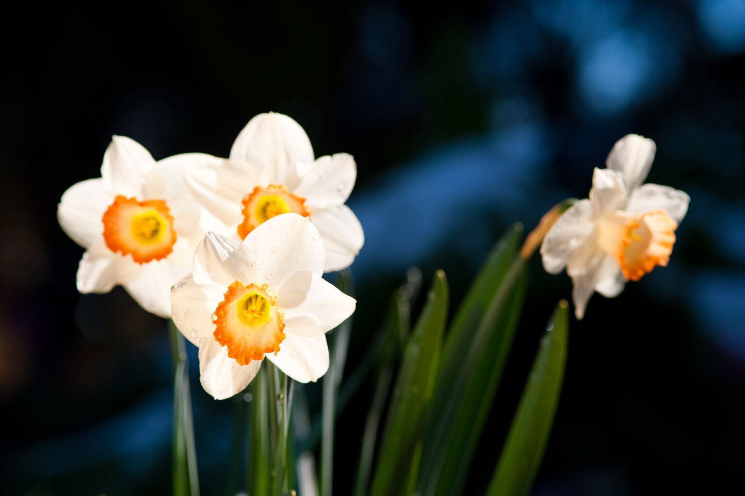 Cocktail Recipe: Colorado Campfire Sour - Colorado Homes & Lifestyles