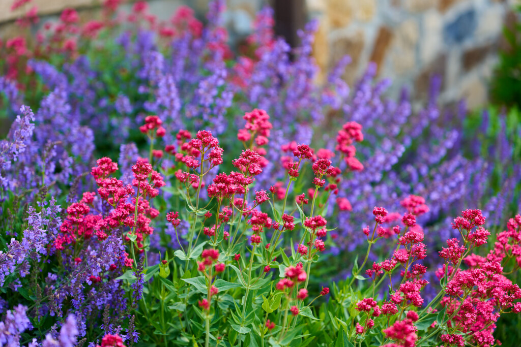 ColoradoScapes: A Fresh Perspective on Landscaping - Colorado Homes ...