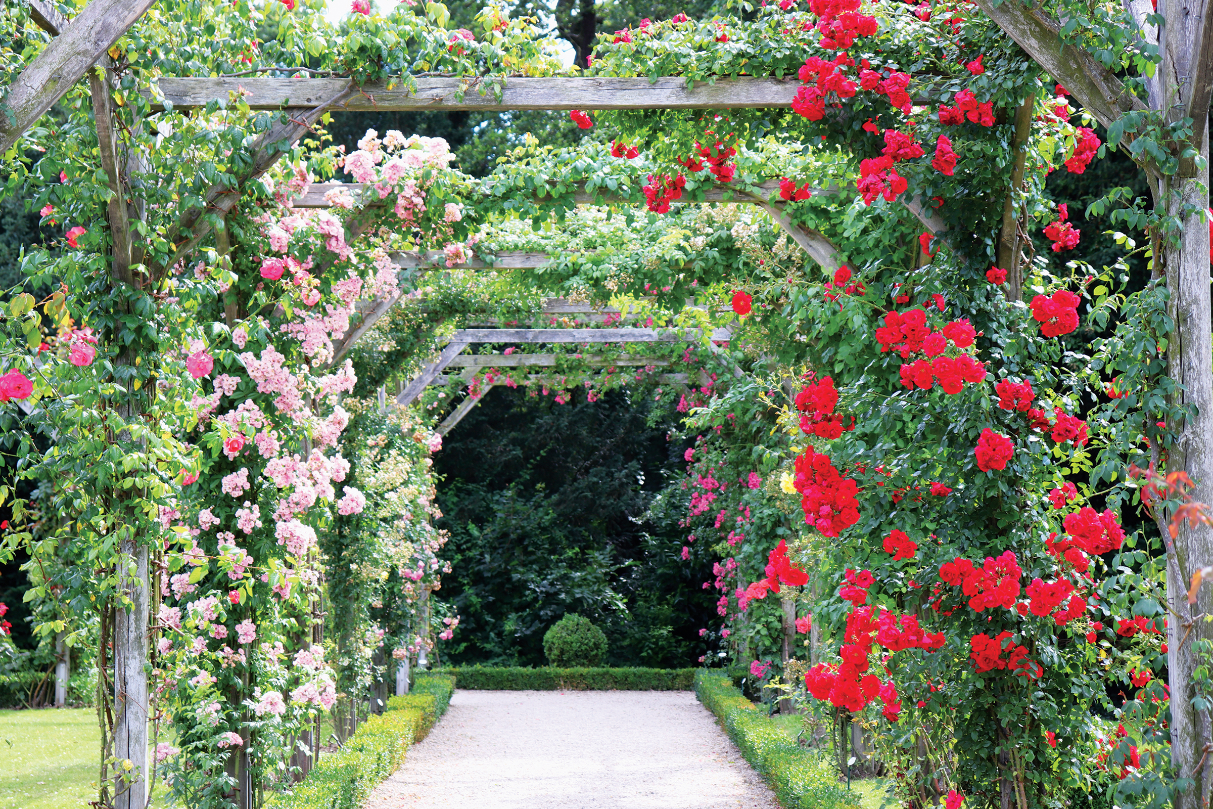 Cypress Vine Fence