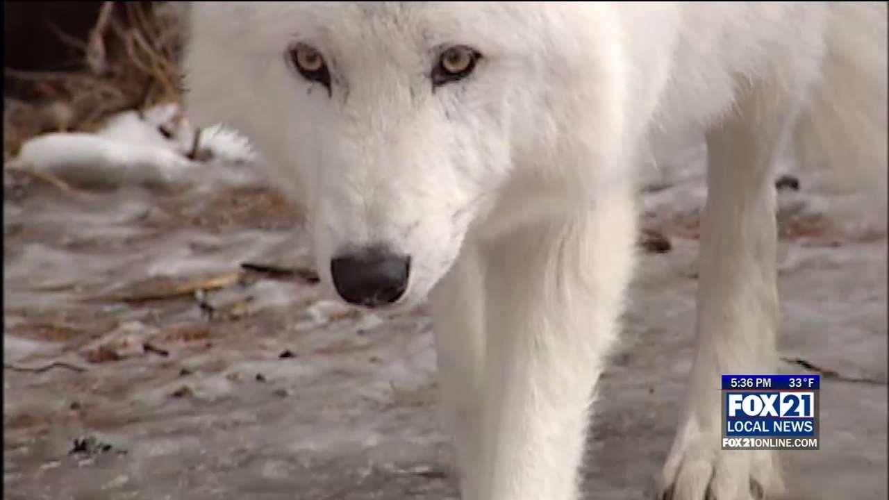 Officials Prepare to Relocate Wolves to Isle Royale Park - Fox21Online
