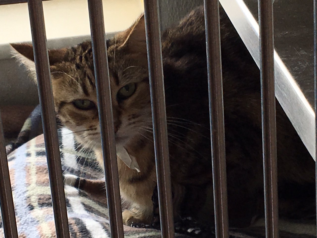 Over Fifty Cats Taken from Superior Home - Fox21Online