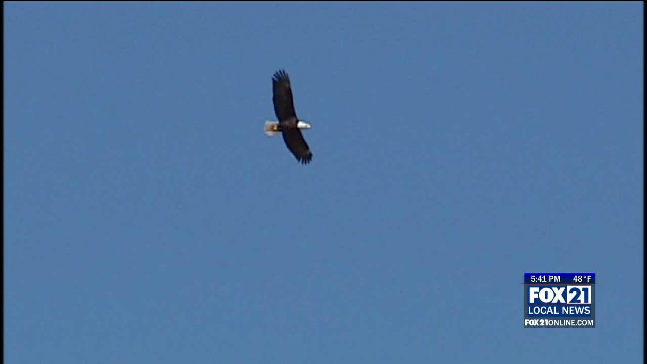 Bald Eagles Migrating Earlier - Fox21Online