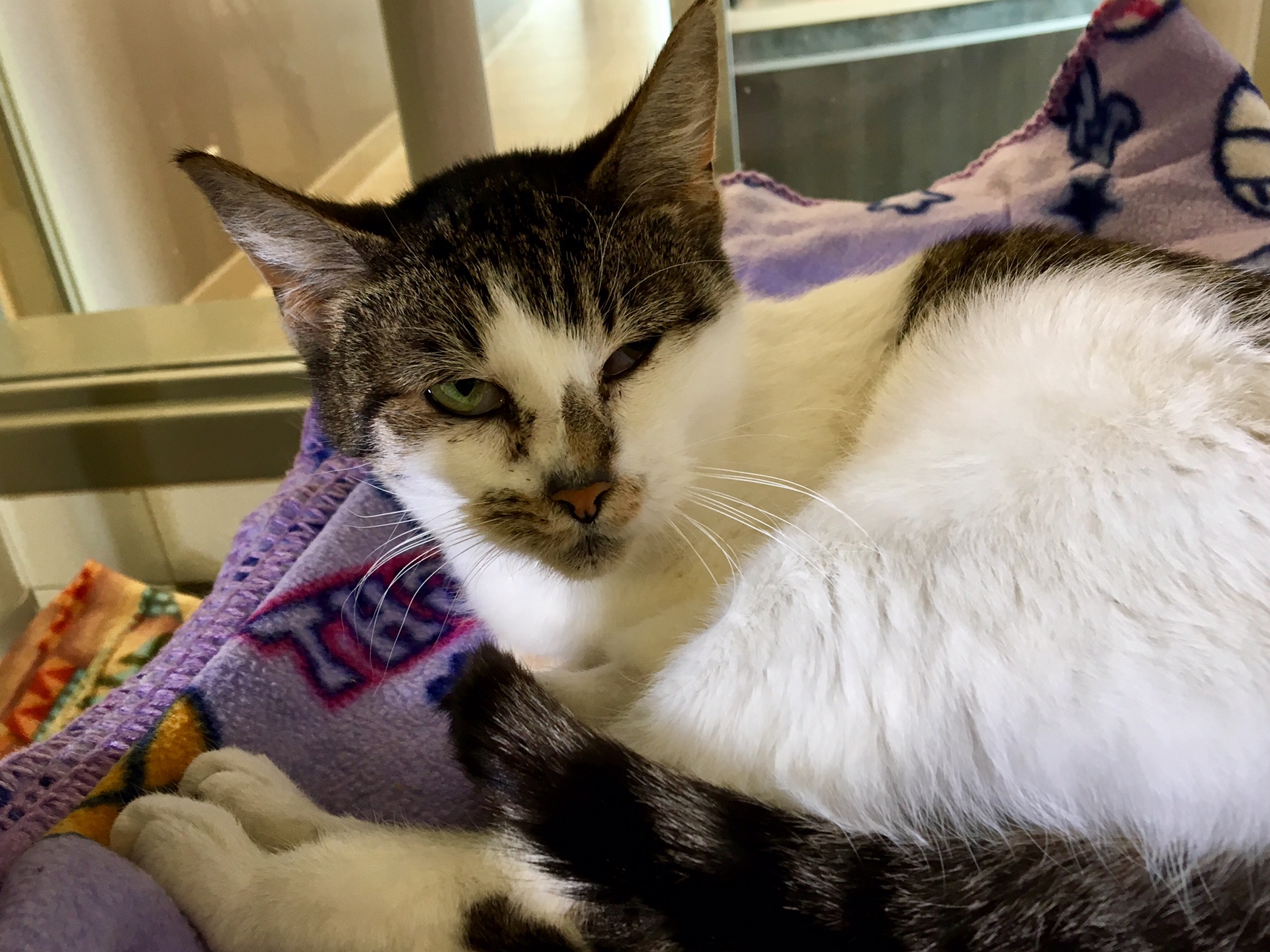 Over Fifty Cats Rescued from Superior Residence - Fox21Online