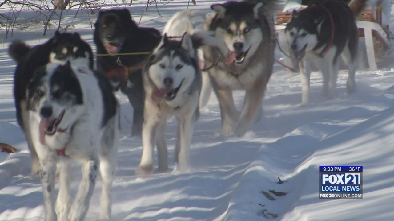 Rescue Dogs Find New Calling in Sled Dog Racing - Fox21Online