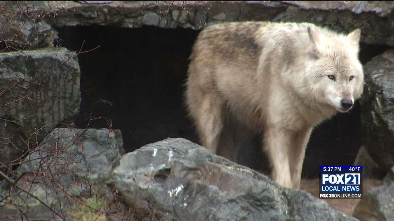 International Wolf Center Reaches Visitor Milestone - Fox21Online
