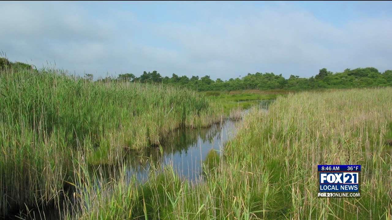 St. Louis River Alliance Works to Fight Invasive Species - Fox21Online