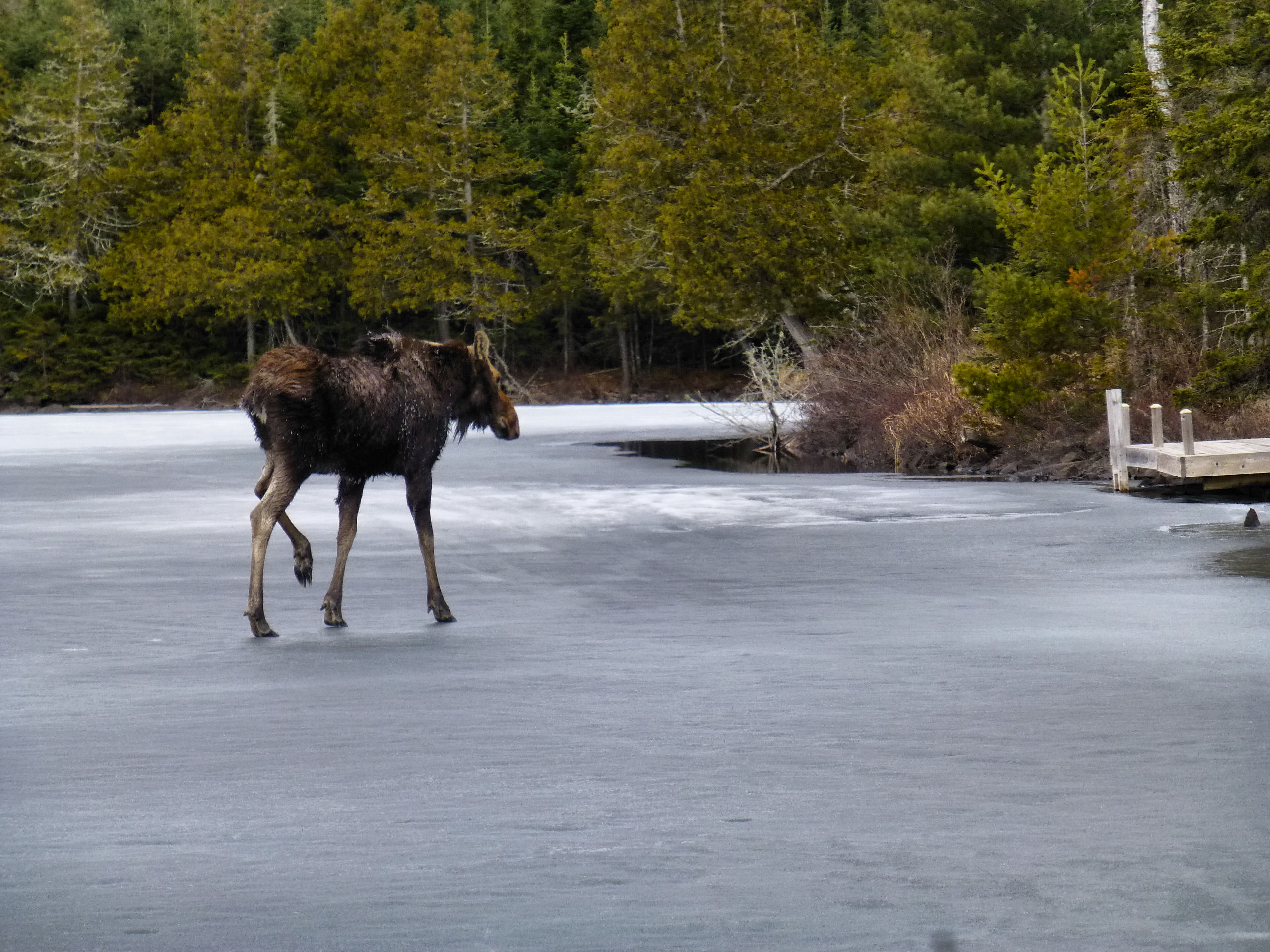 moose rescue progress towards shore - photo credit Bob McCloughan ...