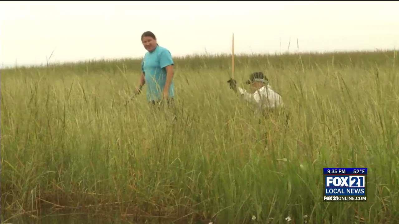 The Bad River Band's Wild Ricing Season is Looking Promising - Fox21Online