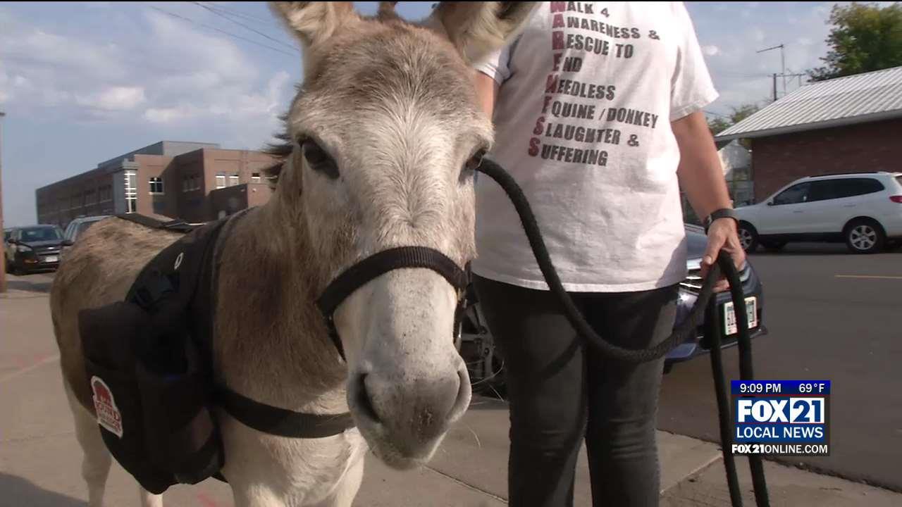 Friends of Animals Humane Society Has a New Home - Fox21Online