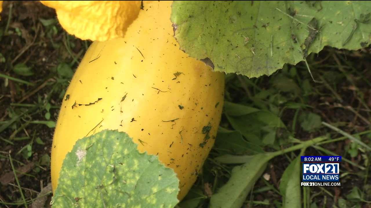 Students Host Produce Sale on First Day of Class - Fox21Online Students Host Produce Sale on First Day of Class - Fox21Online