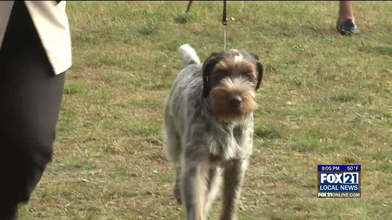German Wirehaired Pointers Compete in Solon Springs - Fox21Online