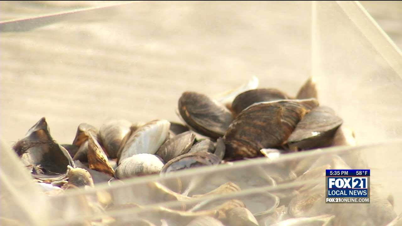 County Needs Your Help to Fight Aquatic Invasive Species - Fox21Online