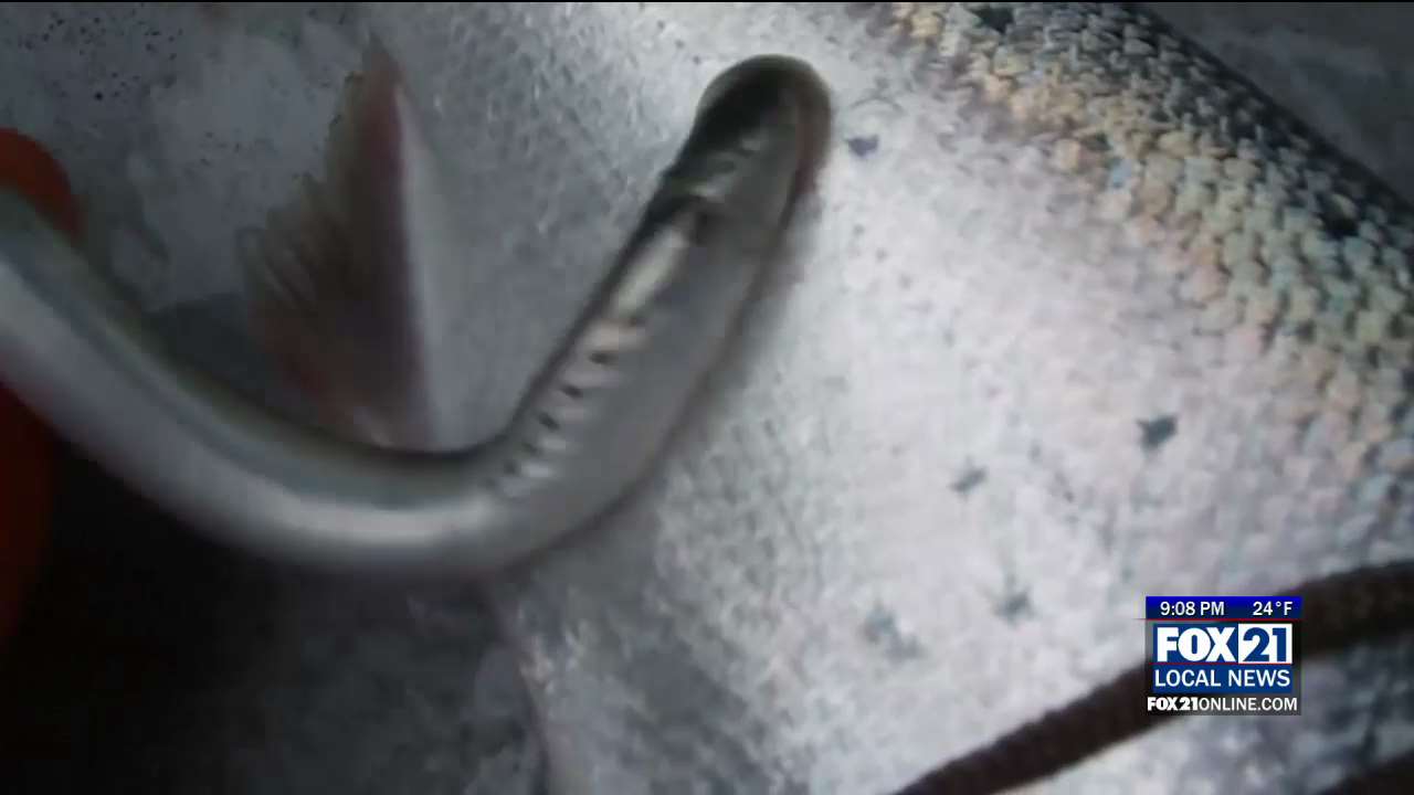 Researchers Find Way To Keep Sea Lampreys In Check - Fox21Online