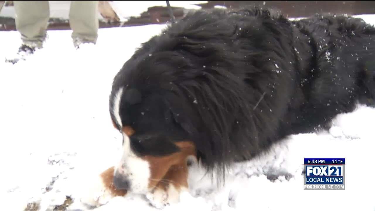 Tips and Reminders for Pet Owners During Cold Days - Fox21Online