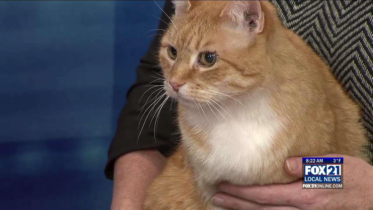 Harley the Cat Looks for a Forever Home - Fox21Online