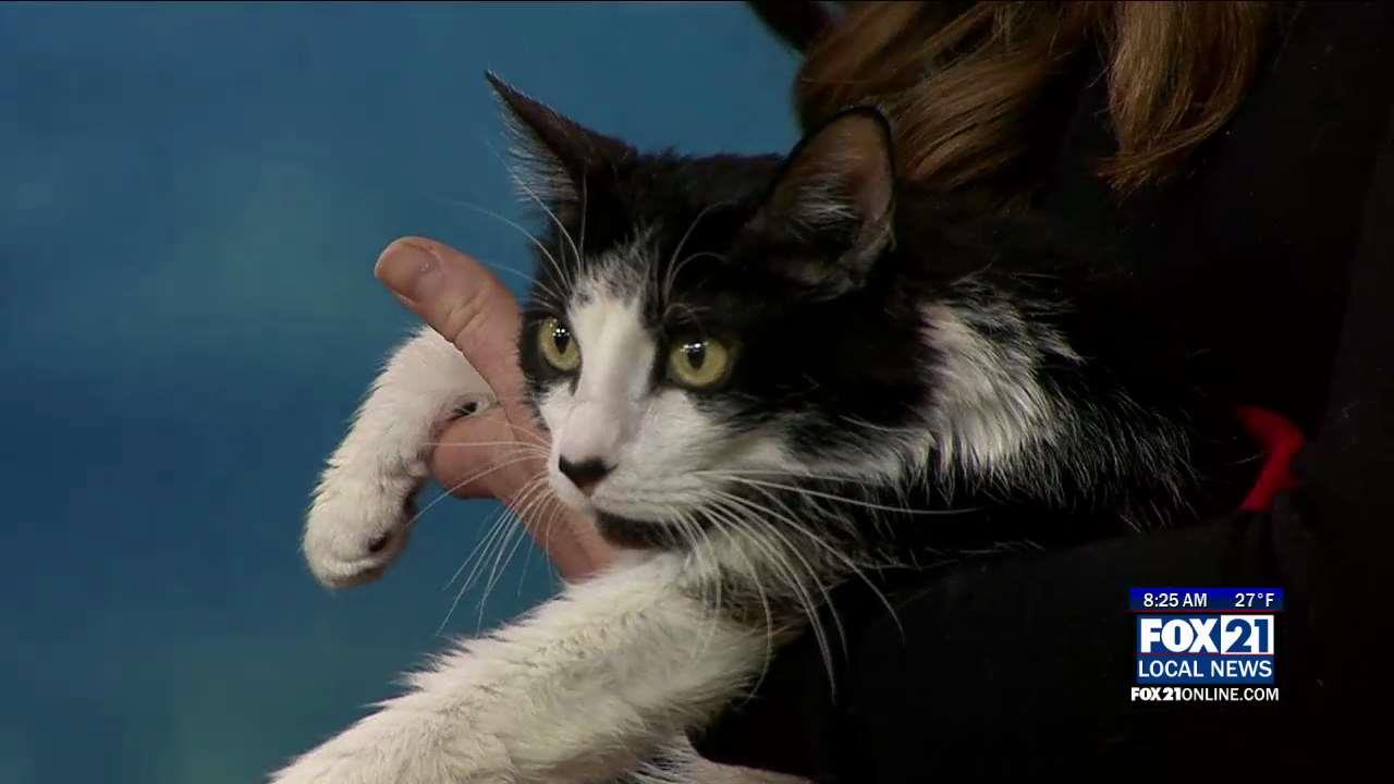 Adopt Julie the Cat Today! - Fox21Online