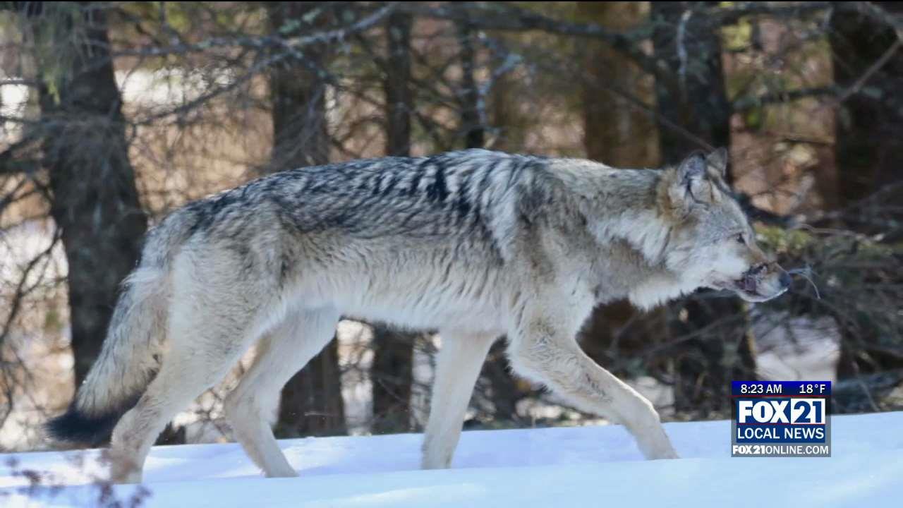 Money Raised for Large Animal Net Gun After Duluth Snare Incident ...