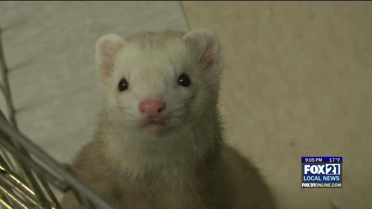 Lake Superior Zoo Celebrates National Ferret Day - Fox21Online