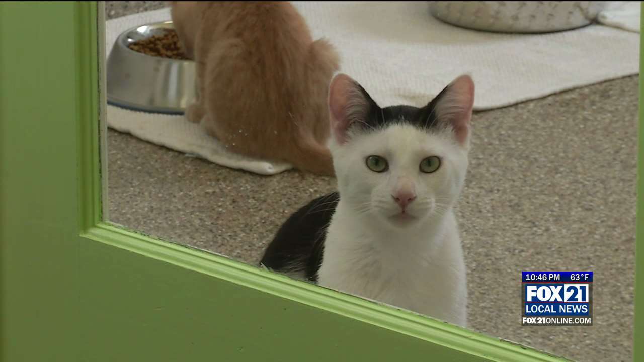 Cloquet Discussing Stray Animals Plan - Fox21Online