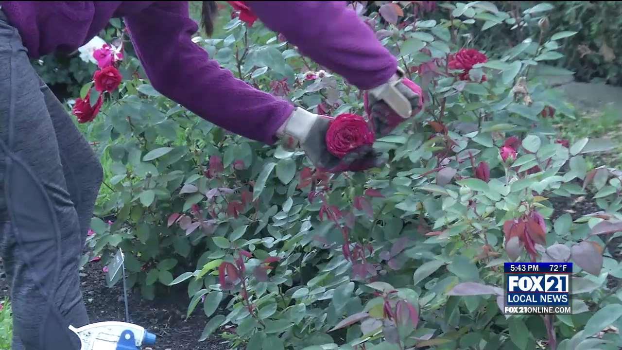 Annual Tipping Of The Roses, Volunteers Wanted - Fox21Online