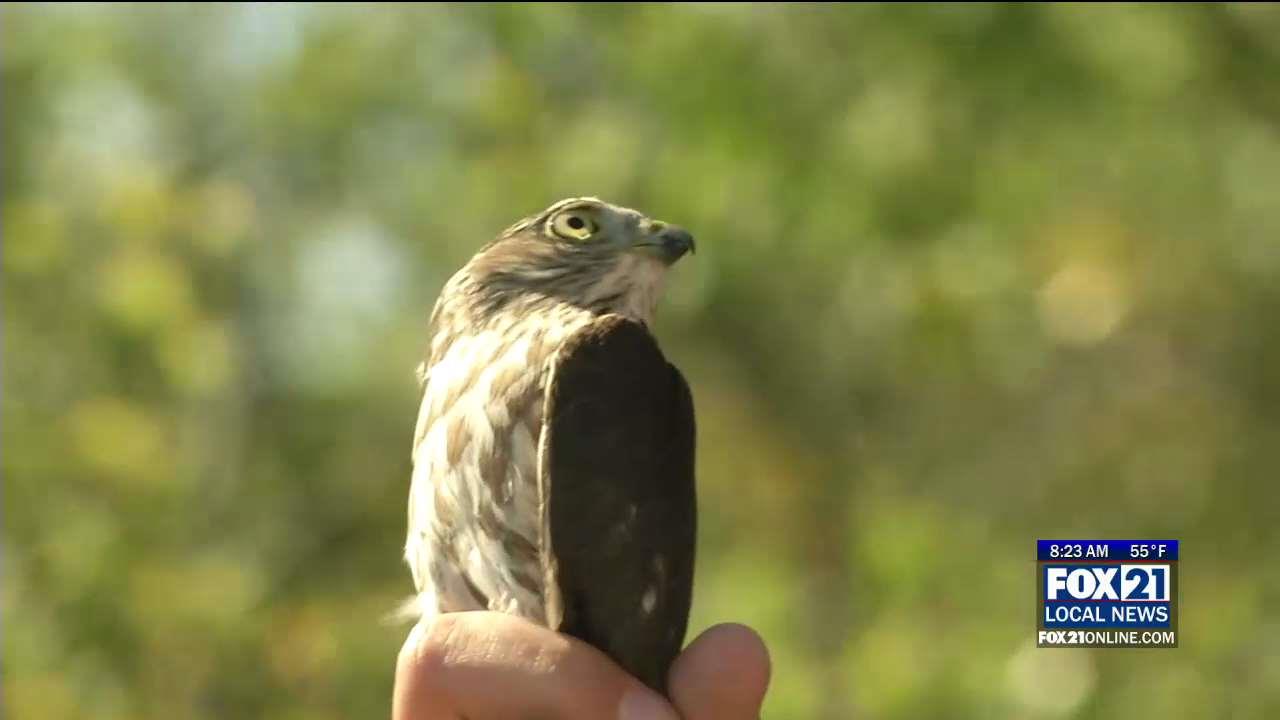 Hawk Weekend Festival Kicks off Today - Fox21Online