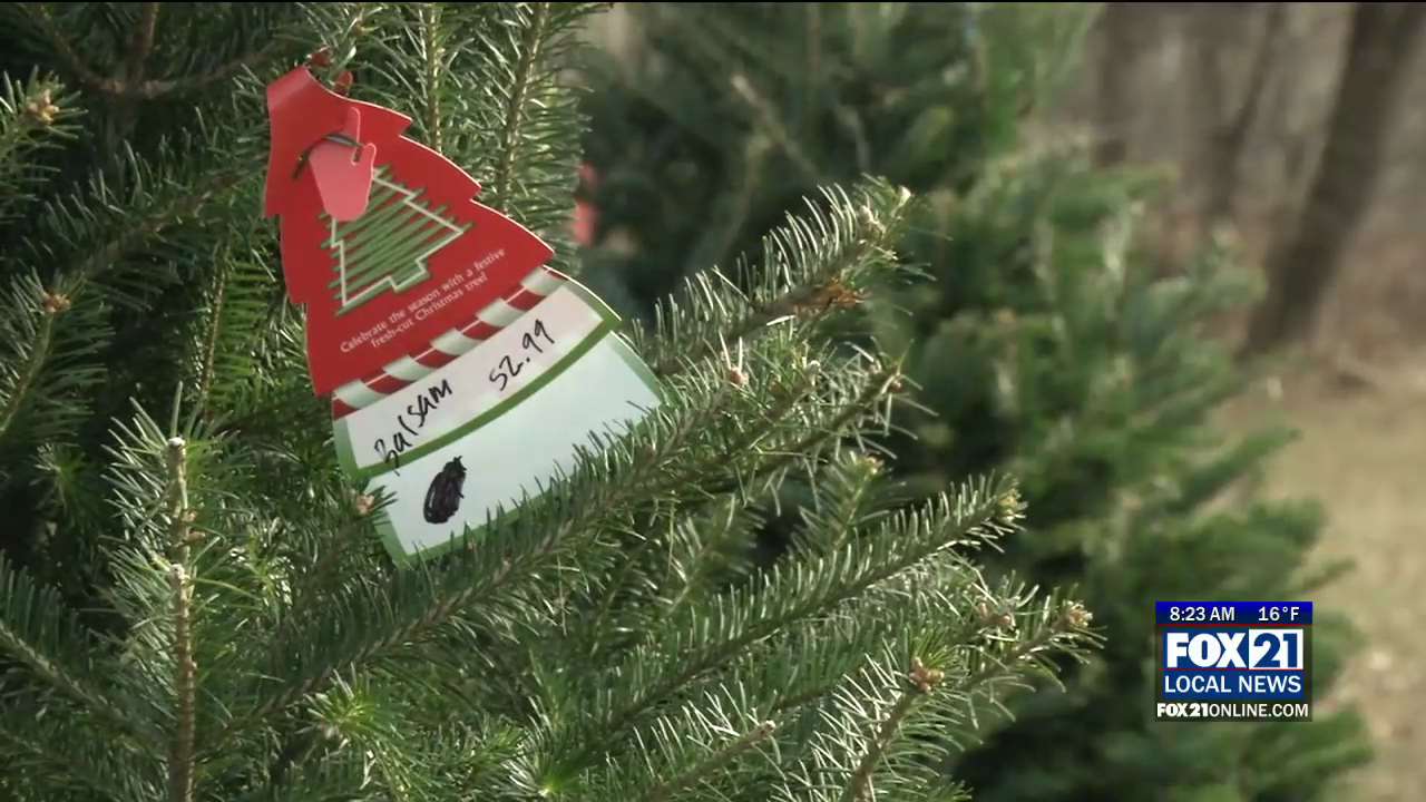 More Than Just a Tree: Emmanuel Evergreens - Fox21Online