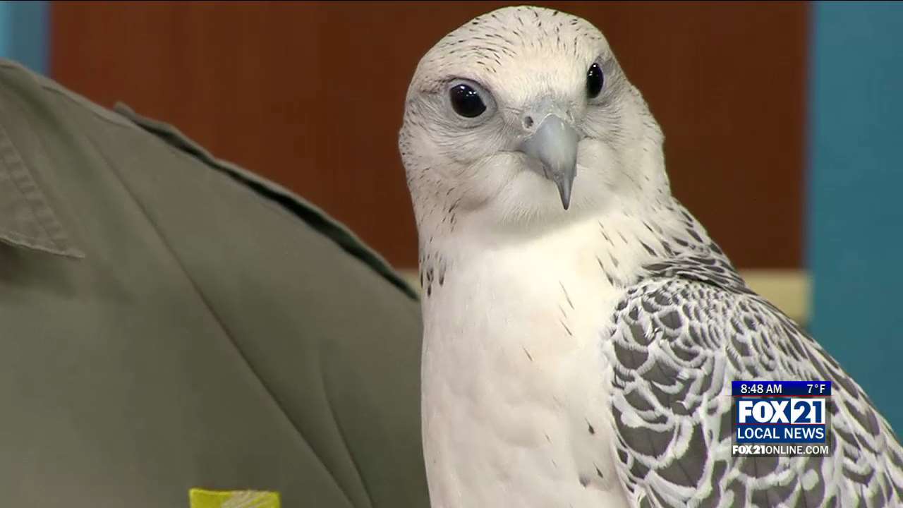 Extreme Raptors Taking Over the DECC - Fox21Online