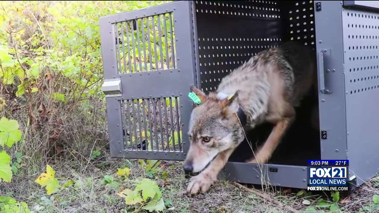 Hungry Canadian Wolves Relocated To Isle Royale - Fox21Online